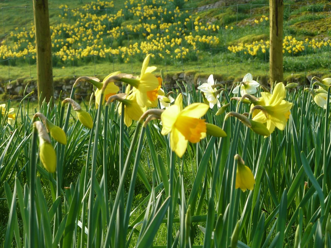 A host of golden daffodils in the Lake District